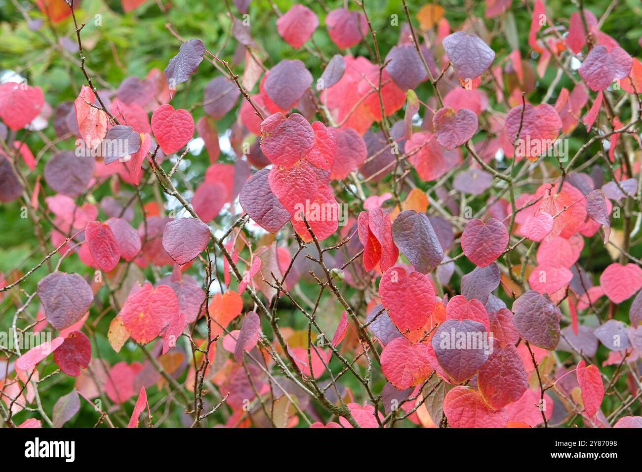 The red autumn leaves of Disanthus cercidifolius tree, the Redbud Hazel ...