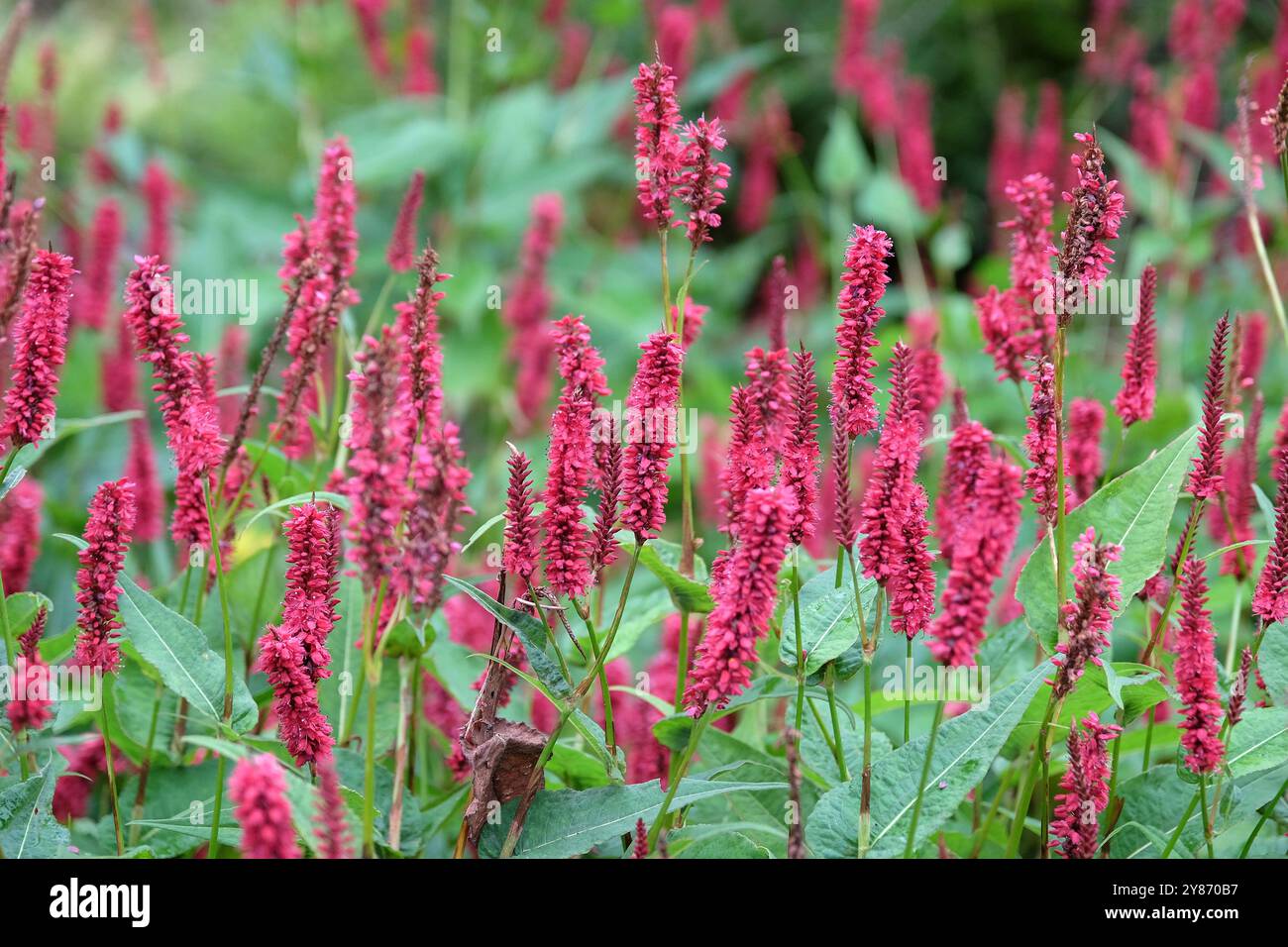 Red bistort, Bistorta amplexicaulis ‘Blackfield’ in flower Stock Photo ...