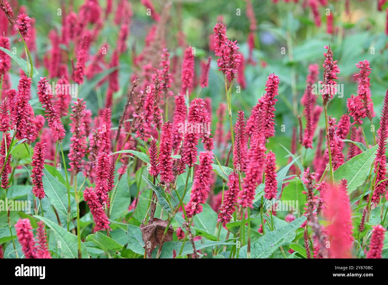 Red bistort, Bistorta amplexicaulis ‘Blackfield’ in flower Stock Photo ...
