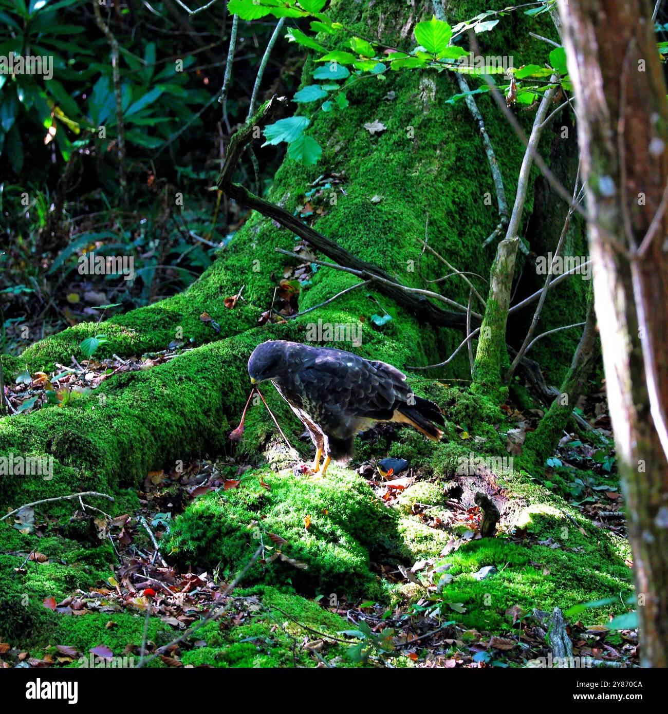 Stover Park near Newton Abbot, Devon, UK. 3rd Oct, 2024. Buzzard ...
