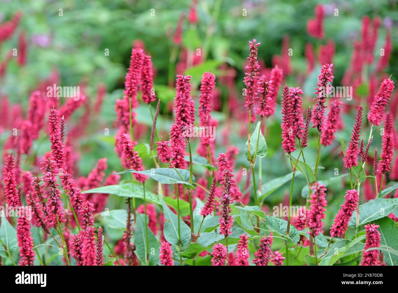 Red bistort, Bistorta amplexicaulis ‘Blackfield’ in flower Stock Photo ...