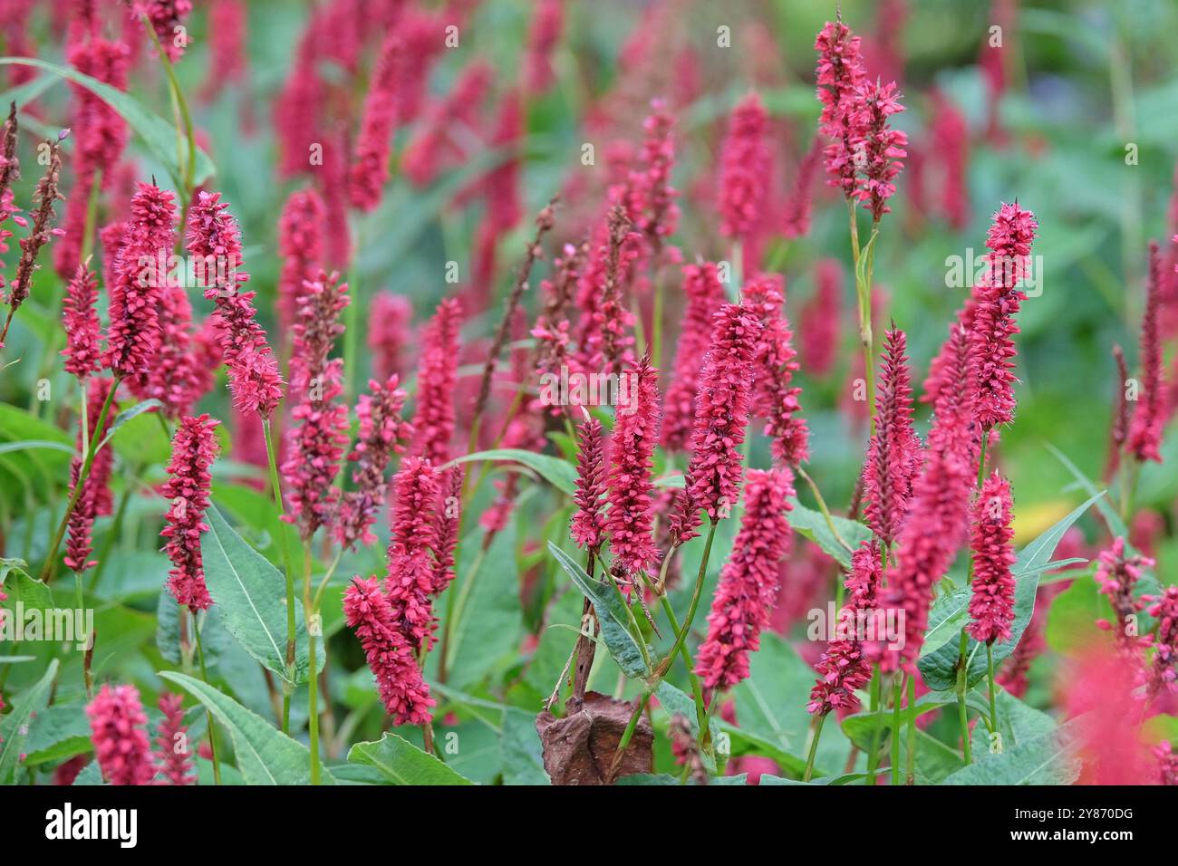 Red bistort, Bistorta amplexicaulis ‘Blackfield’ in flower Stock Photo ...