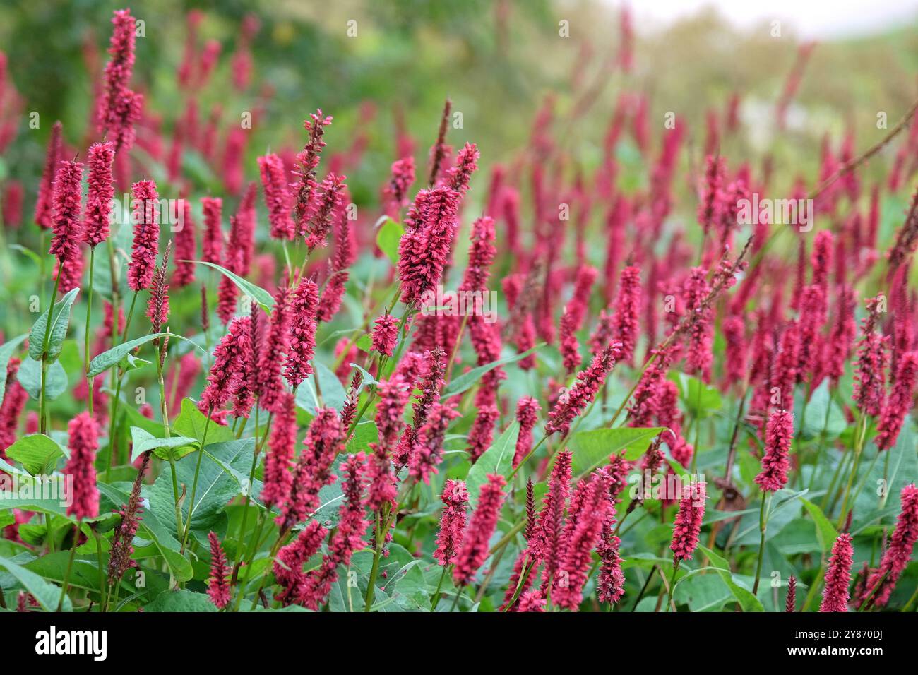 Red bistort, Bistorta amplexicaulis ‘Blackfield’ in flower Stock Photo ...