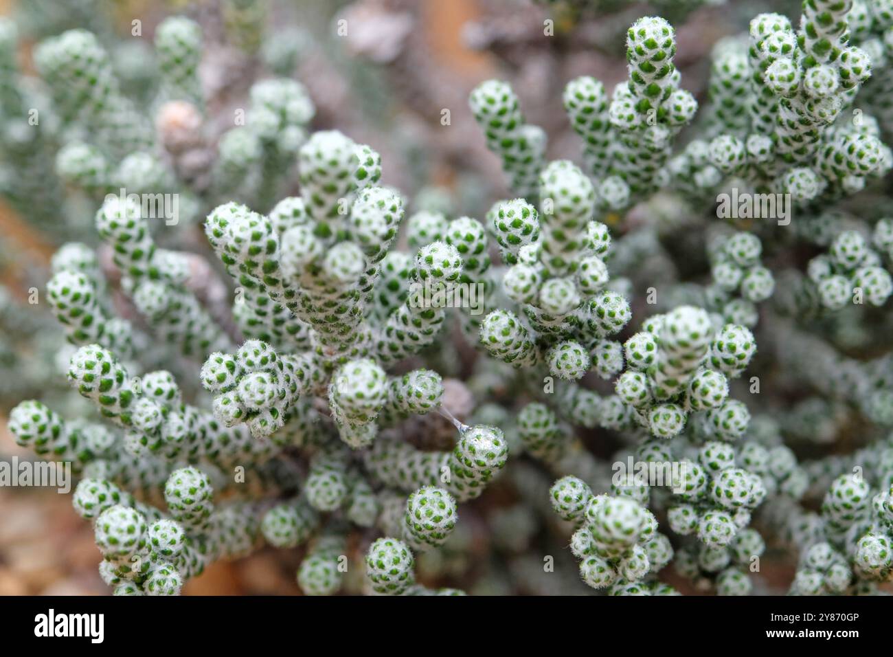 Ozothamnus hi-res stock photography and images - Alamy