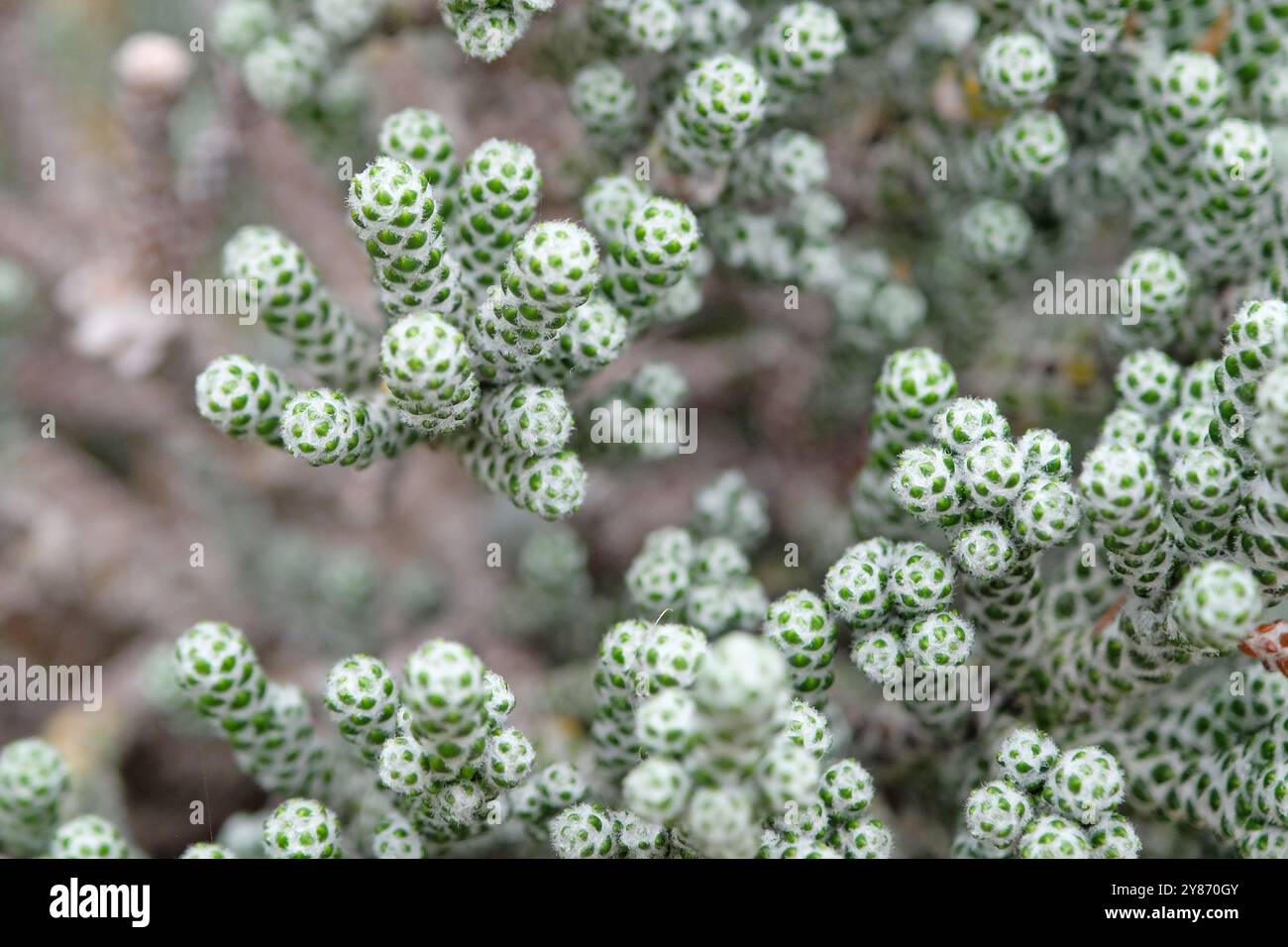 Ozothamnus hi-res stock photography and images - Alamy