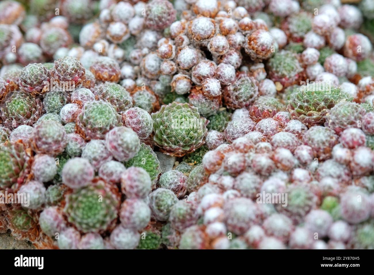 Miniature Cobweb houseleek succulent, Sempervivum arachnoideum variety ...