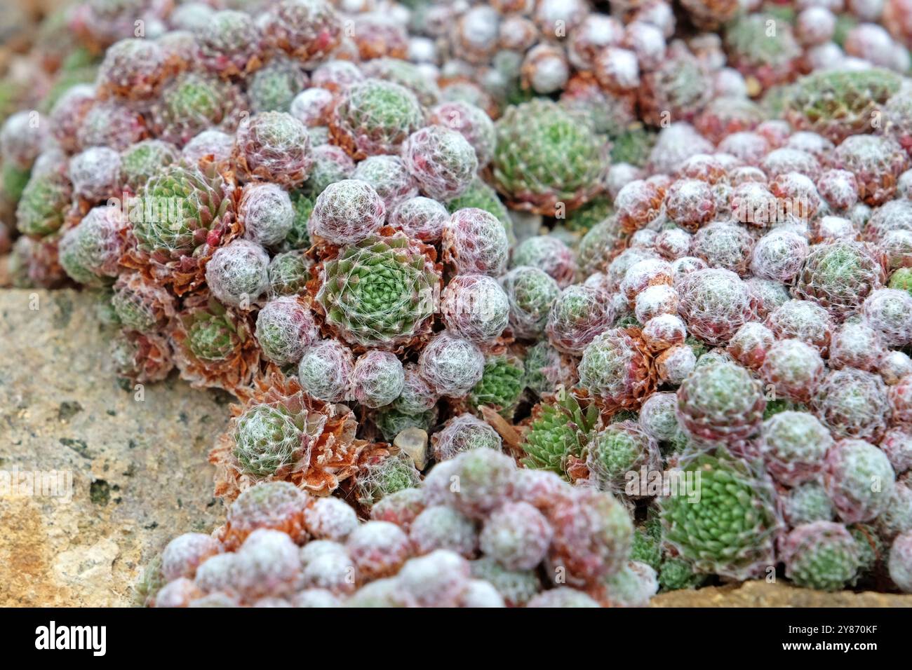 Miniature Cobweb houseleek succulent, Sempervivum arachnoideum variety ...