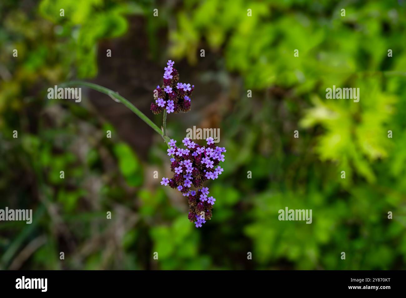 Tuberous Vervain purple flowers (Verbena rigida), Verbenaceae Stock ...