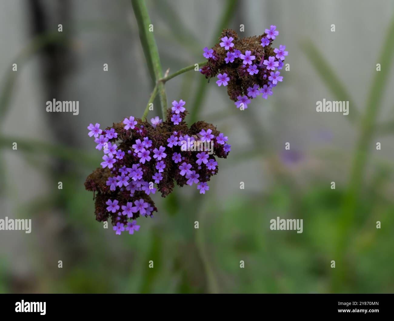 Tuberous Vervain purple flowers (Verbena rigida), Verbenaceae Stock ...