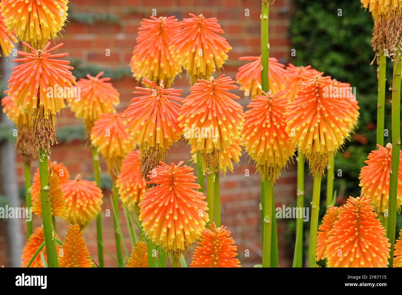 Orange and yellow Kniphofia rooperi, Rooper's red hot poker in flower ...