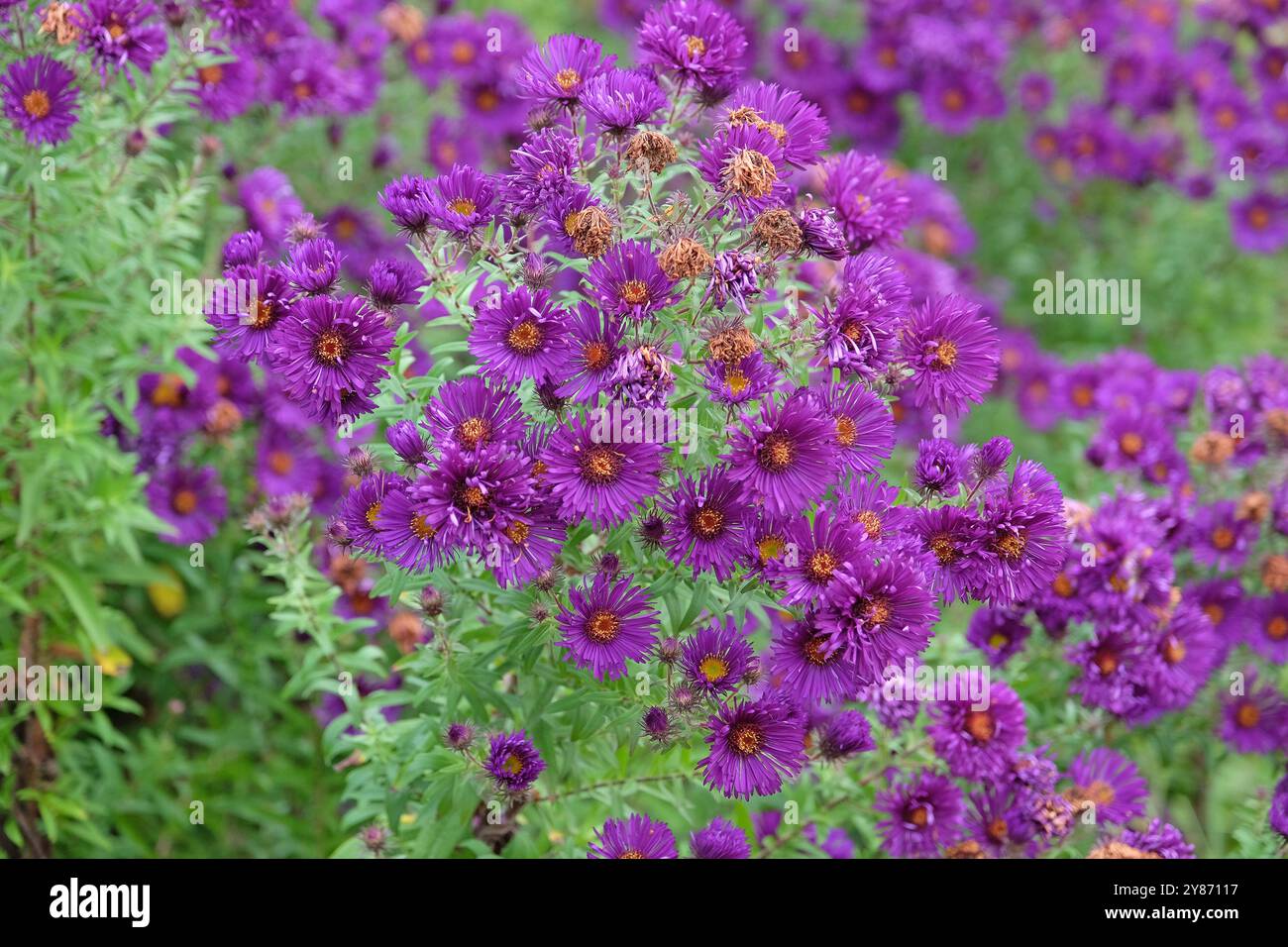 Purple New England aster, Symphyotrichum novi belgii ‘Violetta’ flower ...