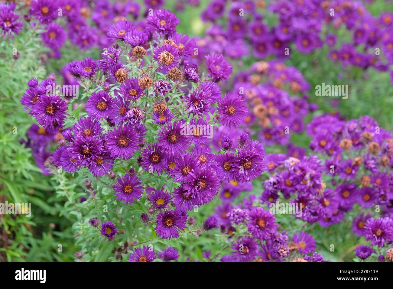 Purple New England aster, Symphyotrichum novi belgii ‘Violetta’ flower ...