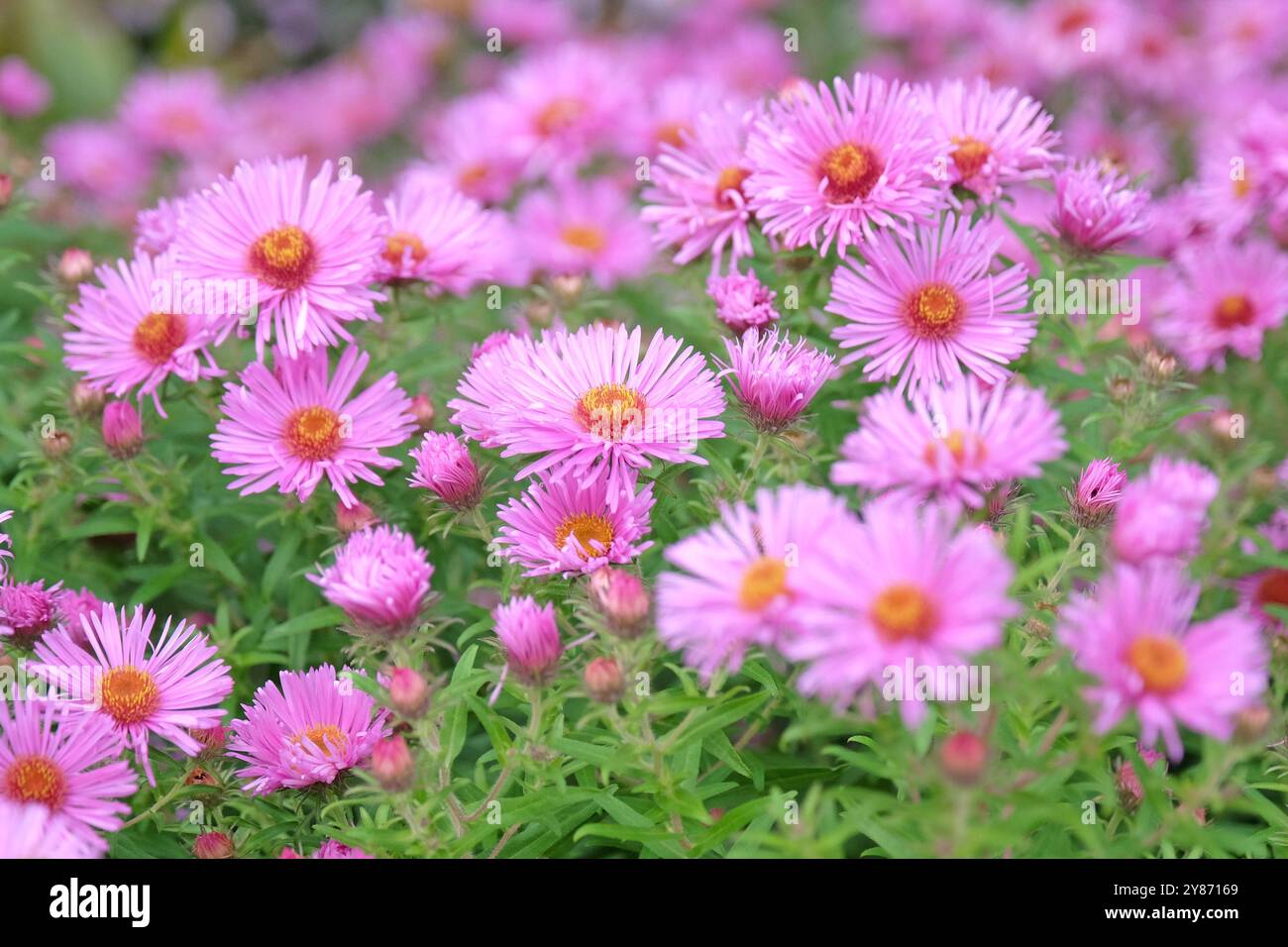 Pink Symphyotrichum novae angliae, New England Aster, or Michaelmas ...