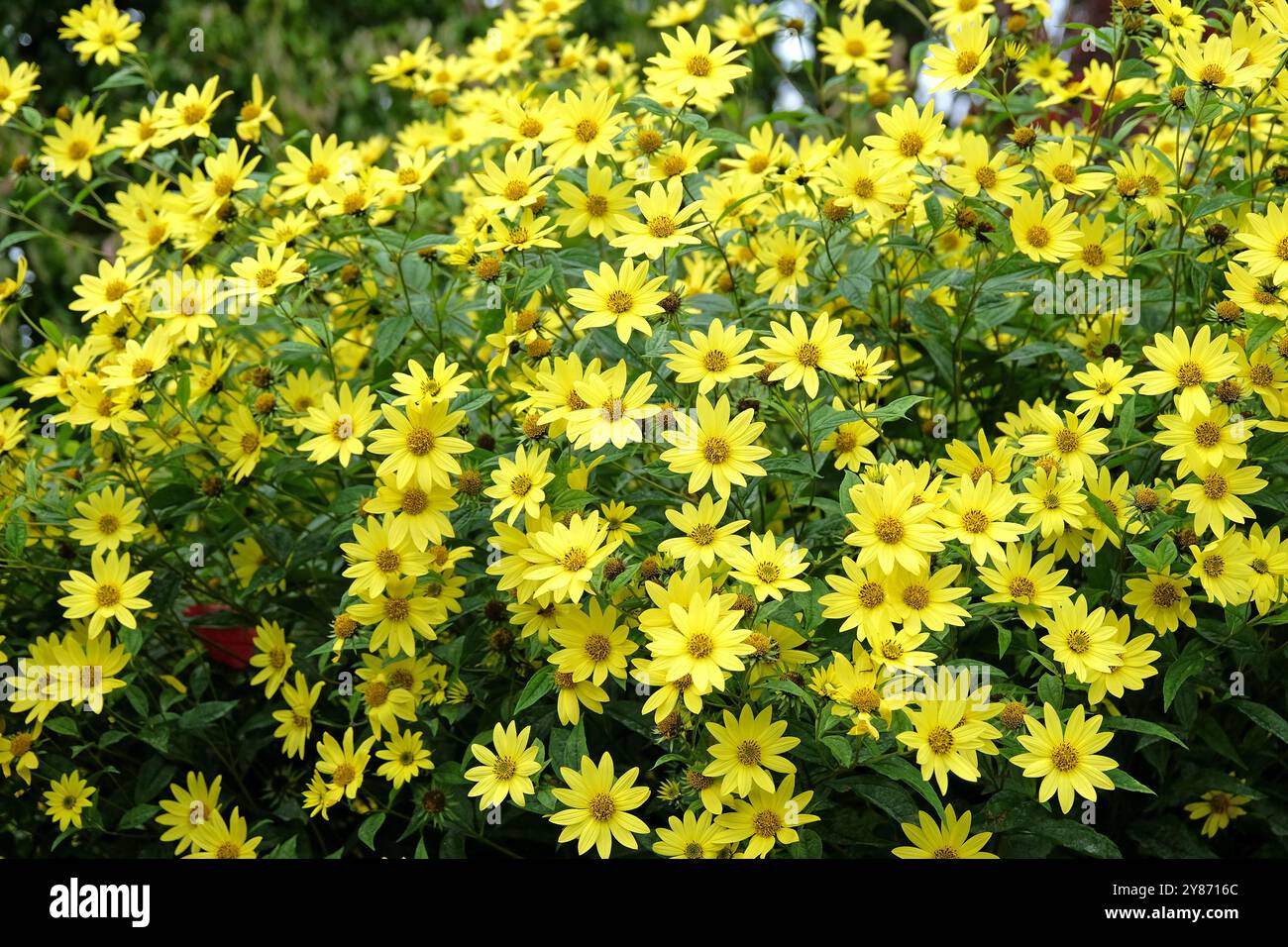 Yellow Helianthus ‘Lemon Queen’ sunflower in flower Stock Photo - Alamy