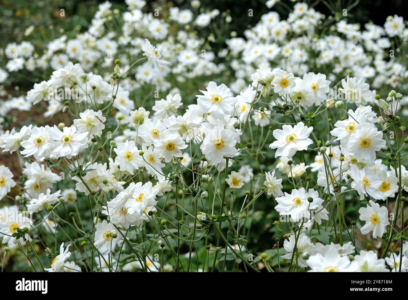 White Japanese Anemone x hybrida ‘Whirlwind’ in flower Stock Photo - Alamy