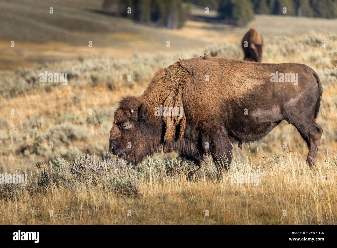Grazing bison in the Yellowstone National Park, USA Stock Photo - Alamy