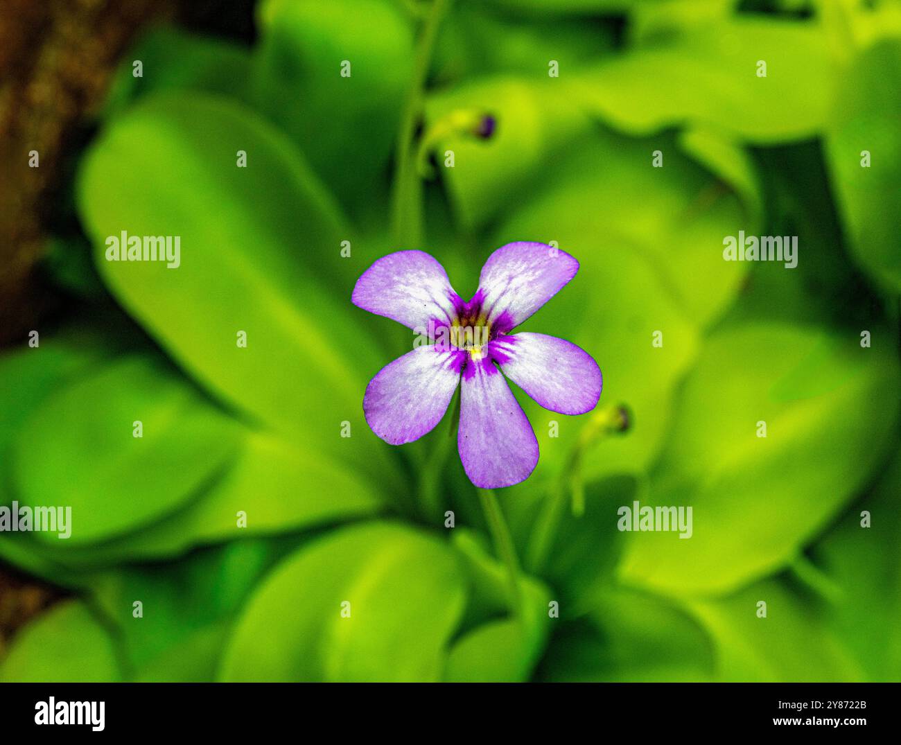 Pinguecula hi-res stock photography and images - Alamy