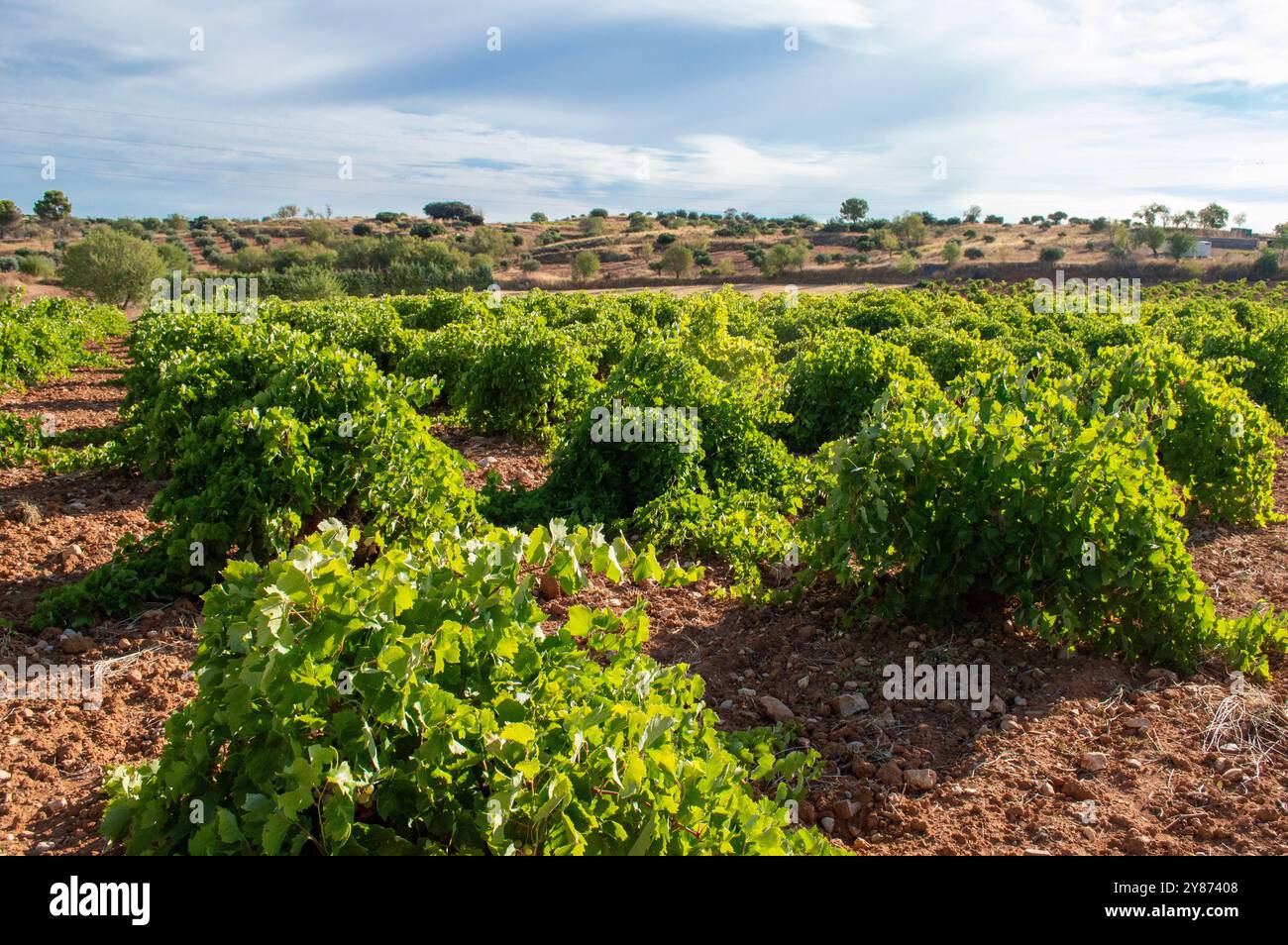 Spanish vineyard of white grape strains Stock Photo - Alamy