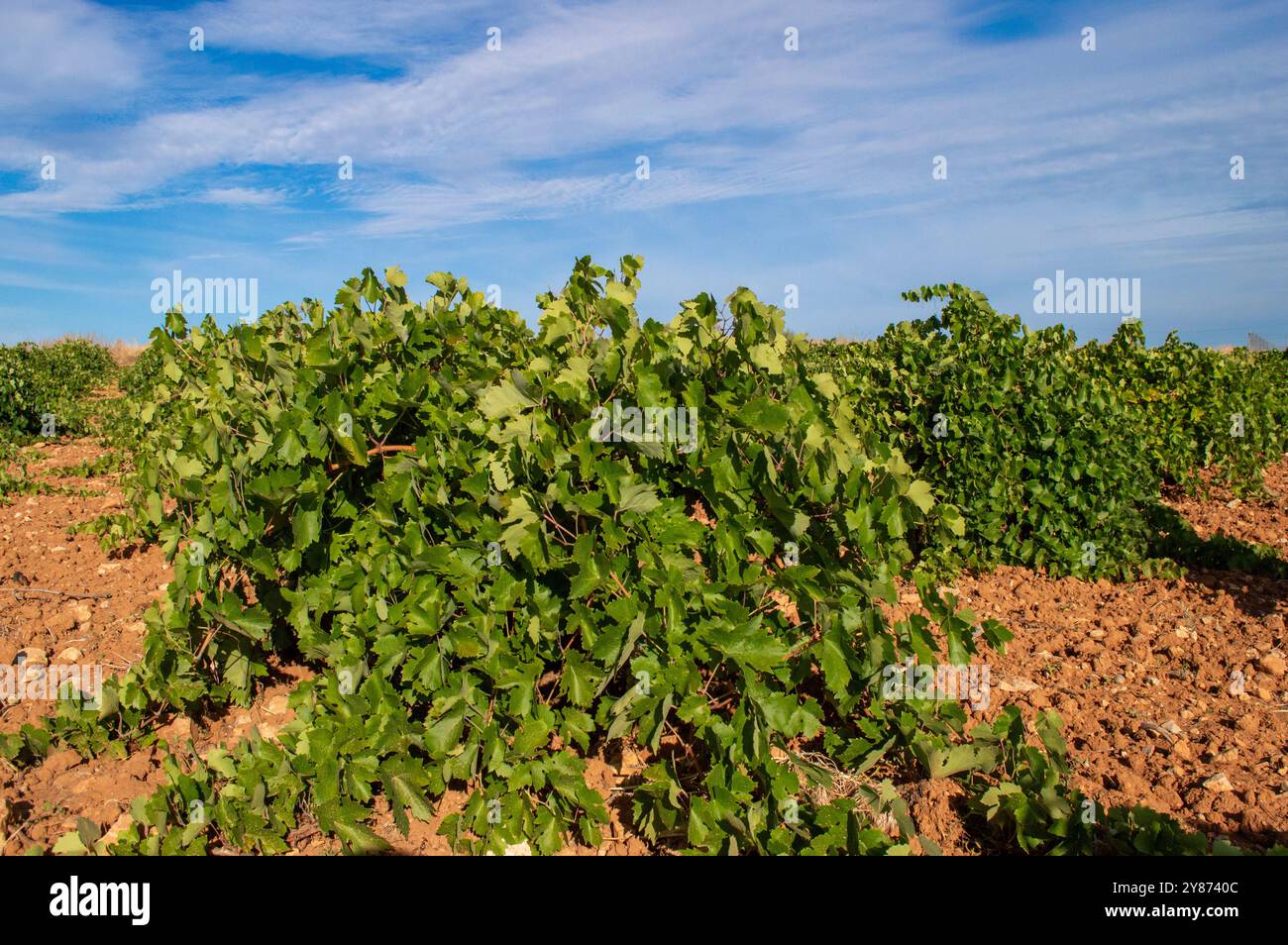 Spanish vineyard of white grape strains Stock Photo - Alamy