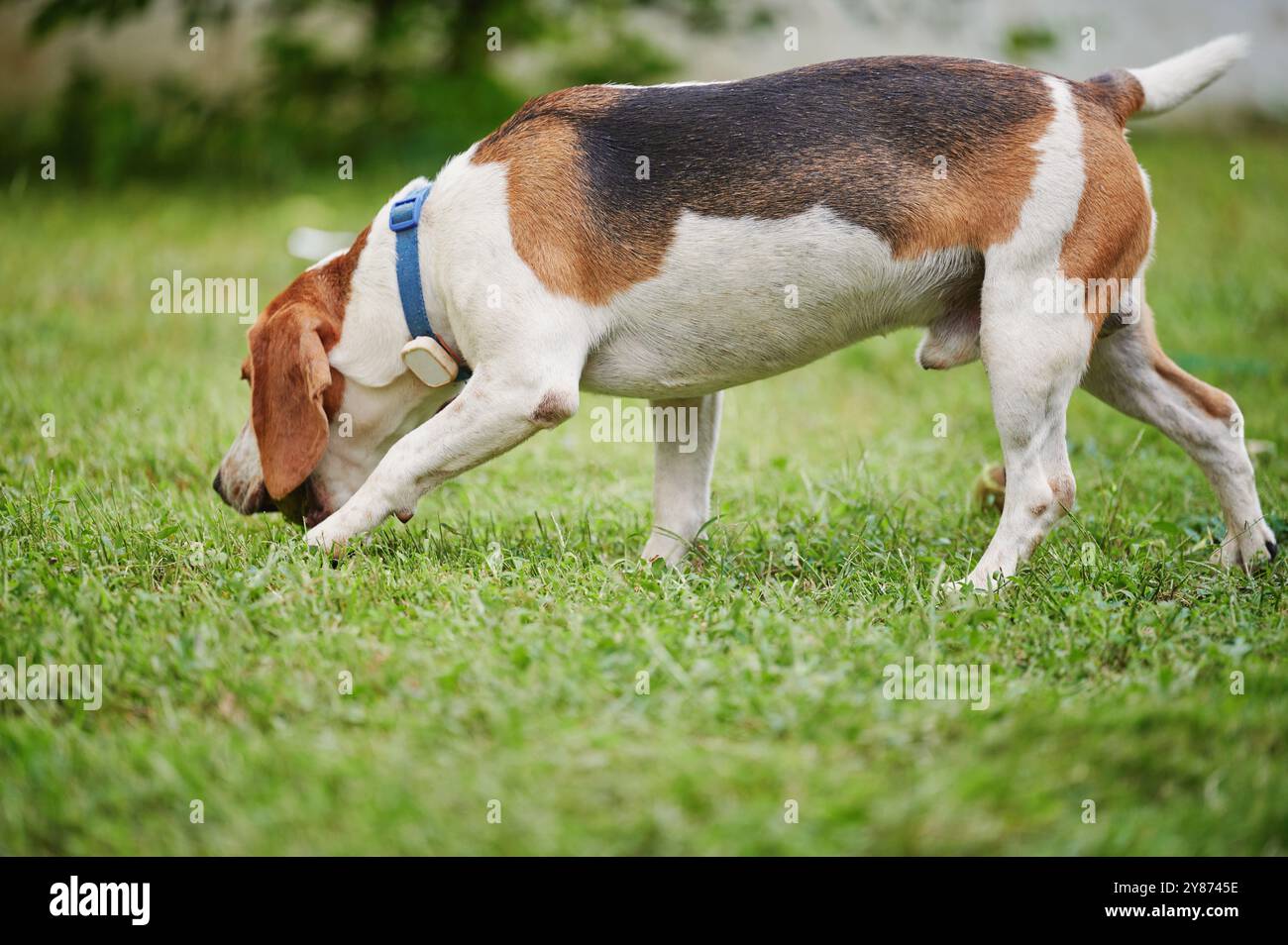 Dog tracking collar hi-res stock photography and images - Alamy