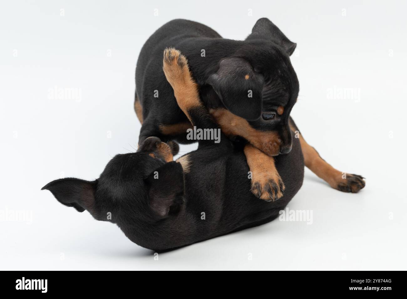 Fighting and biting two pinscger puppies isolated close up view Stock ...