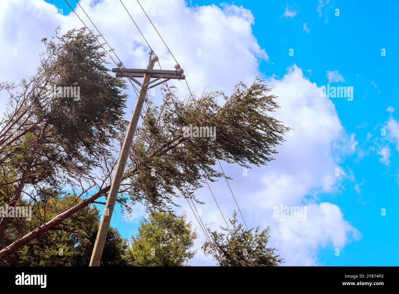 When tree is blown down during tropical storm, it crashes over ...