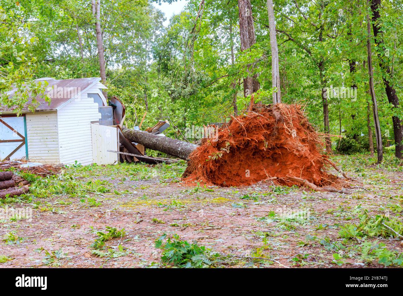 During storm hurricane, trees uprooted by strong winds fell broken ...