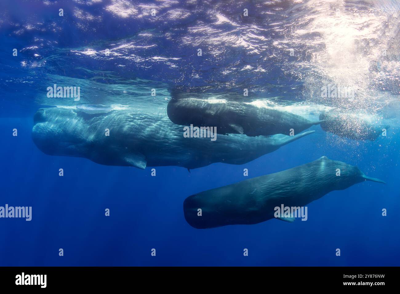 Sperm Whale - Physeter macrocephalus, iconic huge sea mammal and the ...
