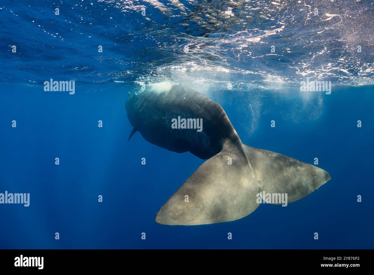 Sperm Whale - Physeter macrocephalus, iconic huge sea mammal and the ...