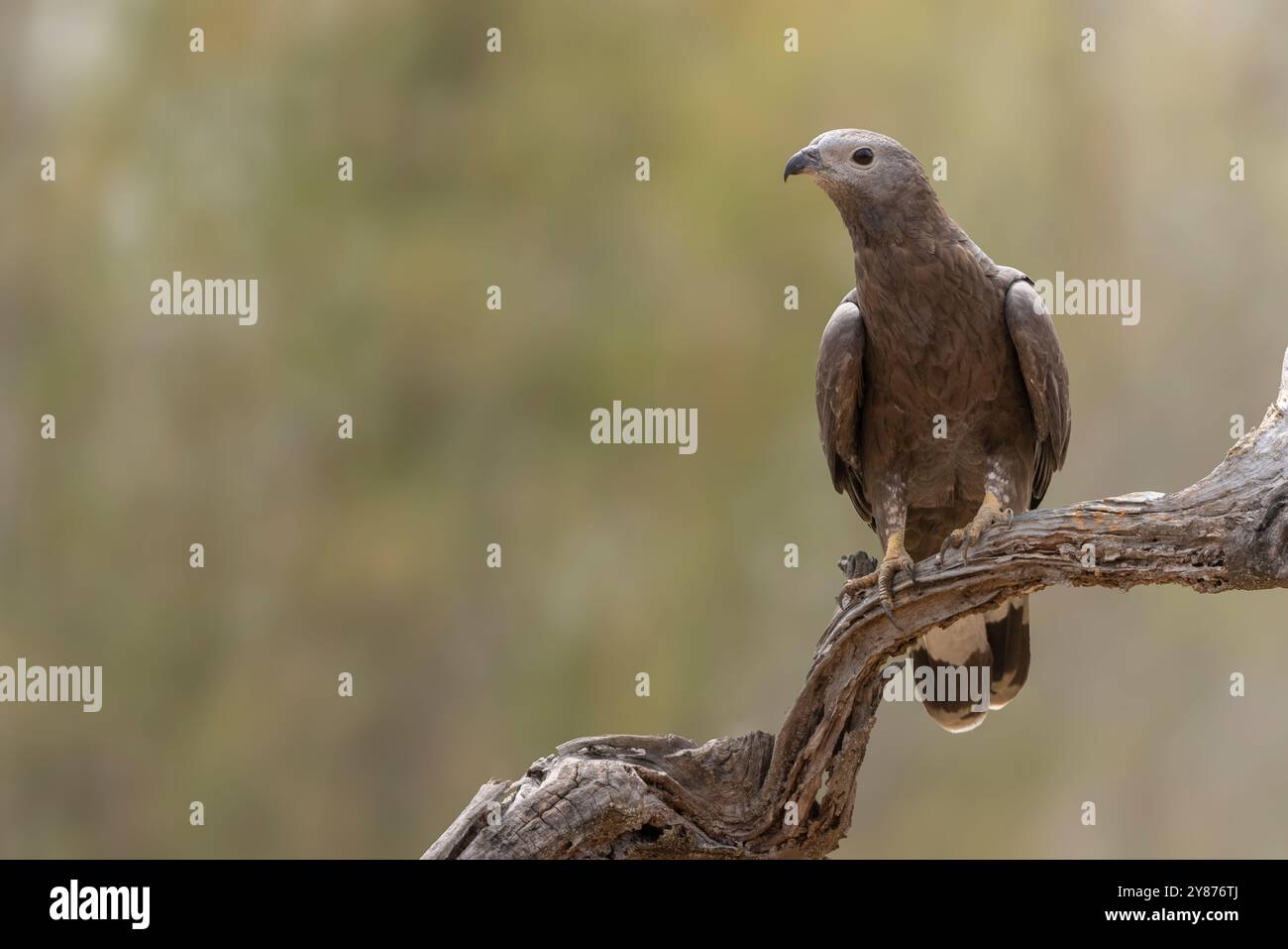 Indian oriental honey buzzard pernis hi-res stock photography and ...