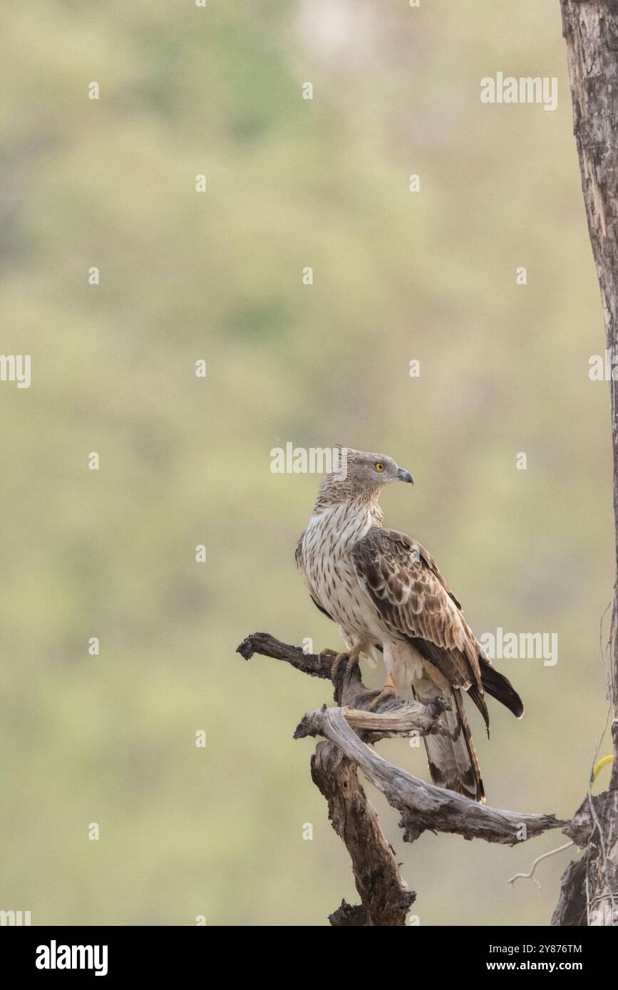 Changeable Hawk Eagle Stock Photo - Alamy