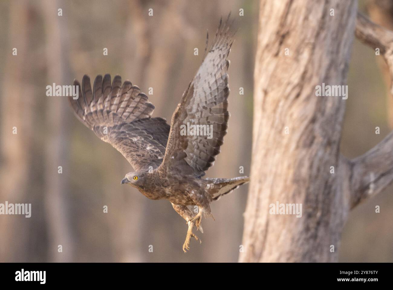 Indian oriental honey buzzard pernis hi-res stock photography and ...