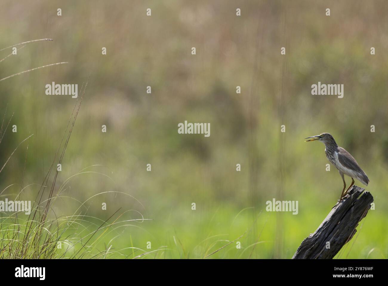 INDIAN Pond heron with an insect Stock Photo - Alamy