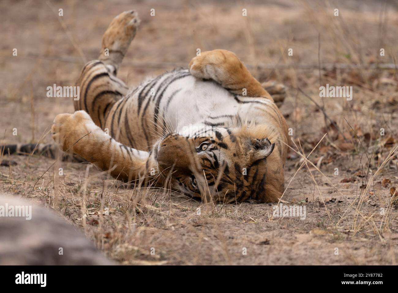Tiger doing a roll Stock Photo - Alamy