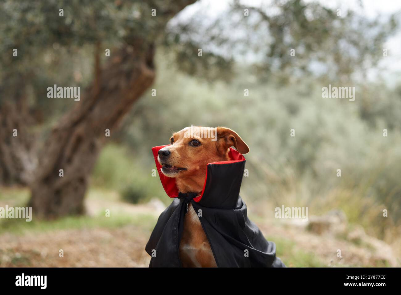 A dog dressed as a vampire with a black cape and red collar sits ...