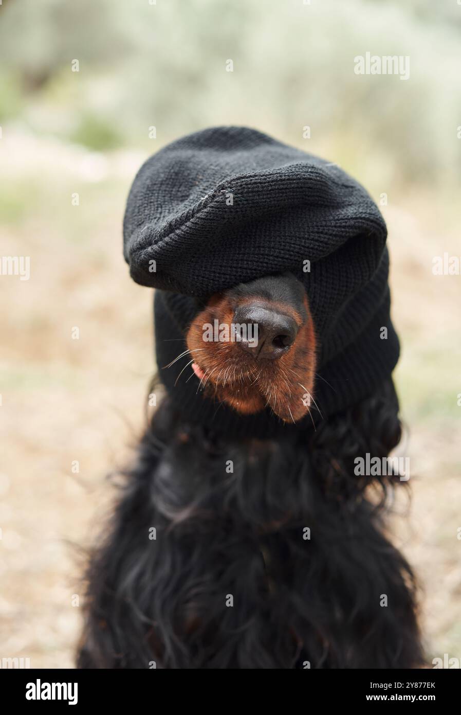A dog wearing a black beret stands outdoors in a nature setting. The ...