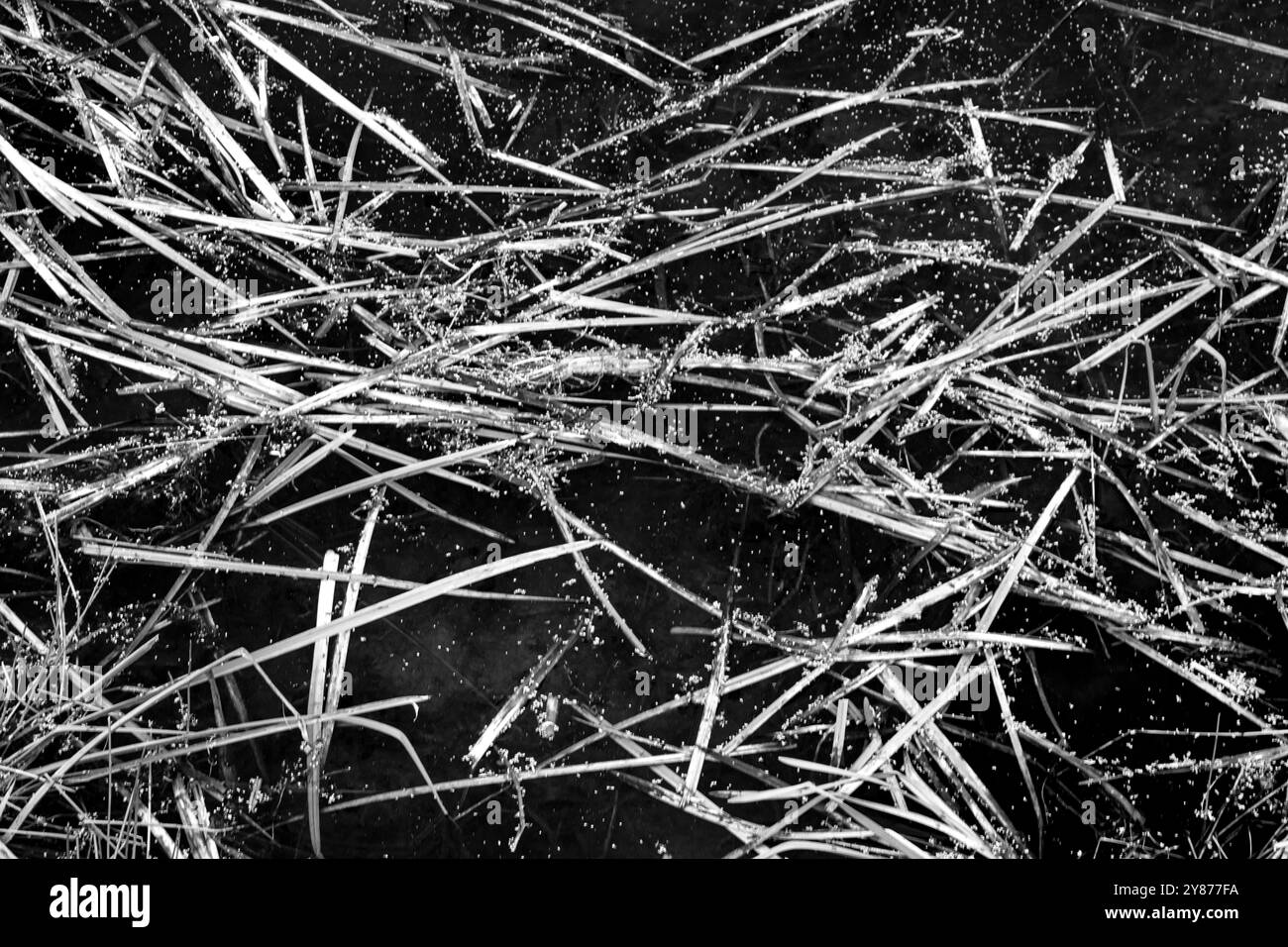 Green grass edge on Black and White Stock Photos & Images - Alamy
