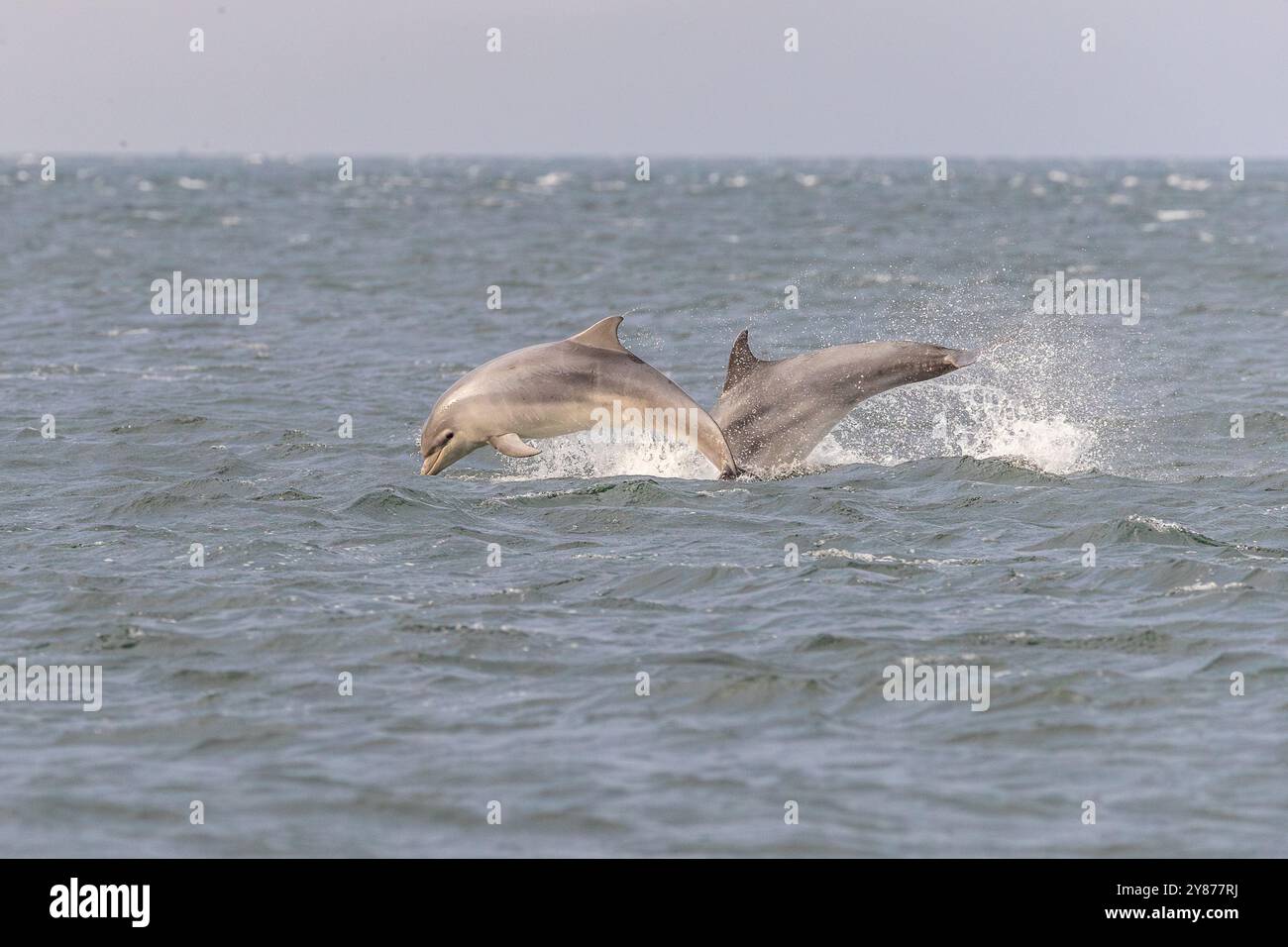 Bottlenose dolphins genus tursiops common hi-res stock photography and ...