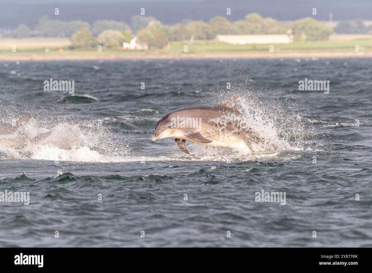 Single common bottlenose dolphin (Tursiops truncatus),jumping out the water, Moray Firth Stock ...