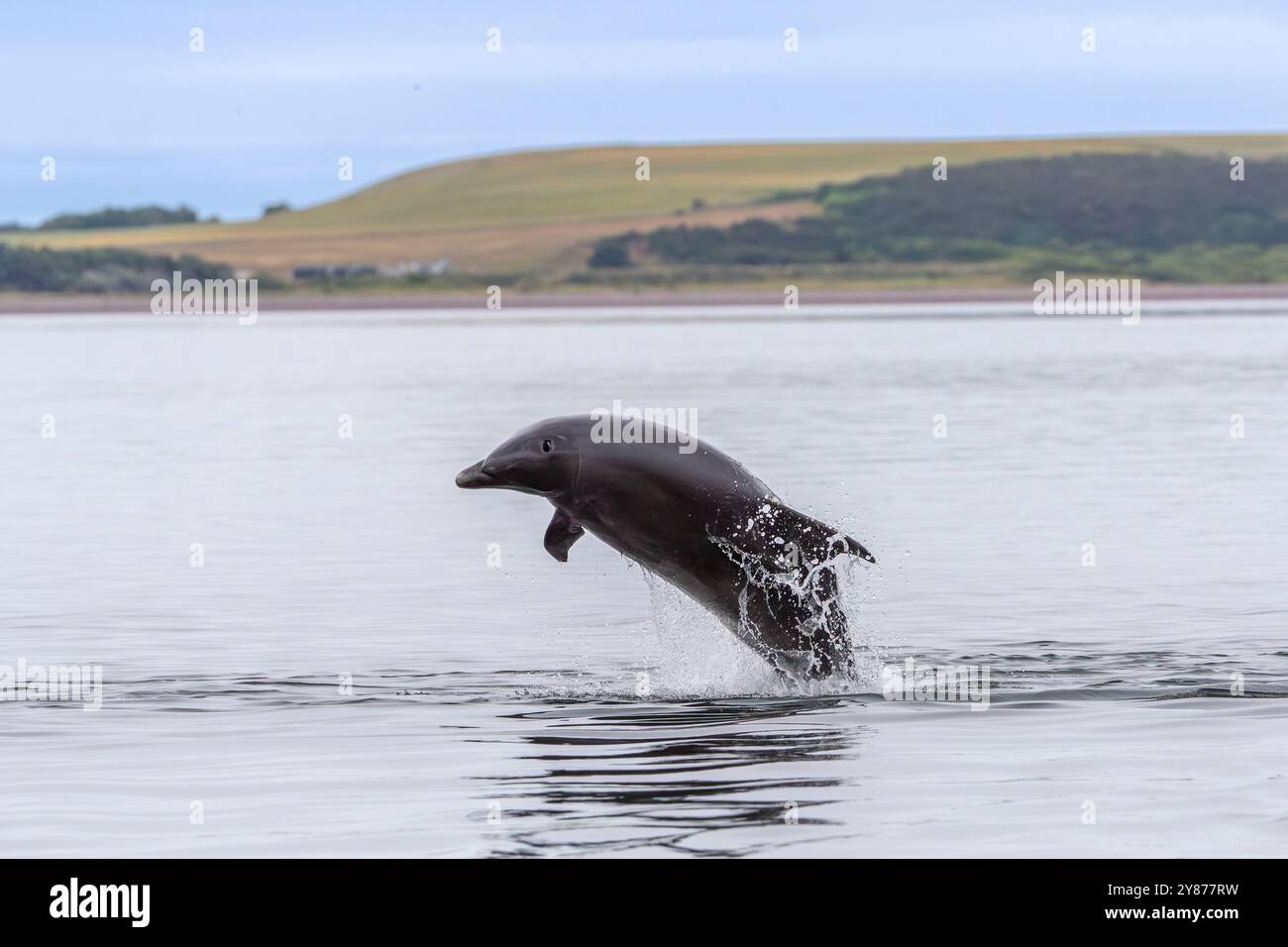 Single common bottlenose dolphin (Tursiops truncatus),jumping out the water, Moray Firth Stock ...
