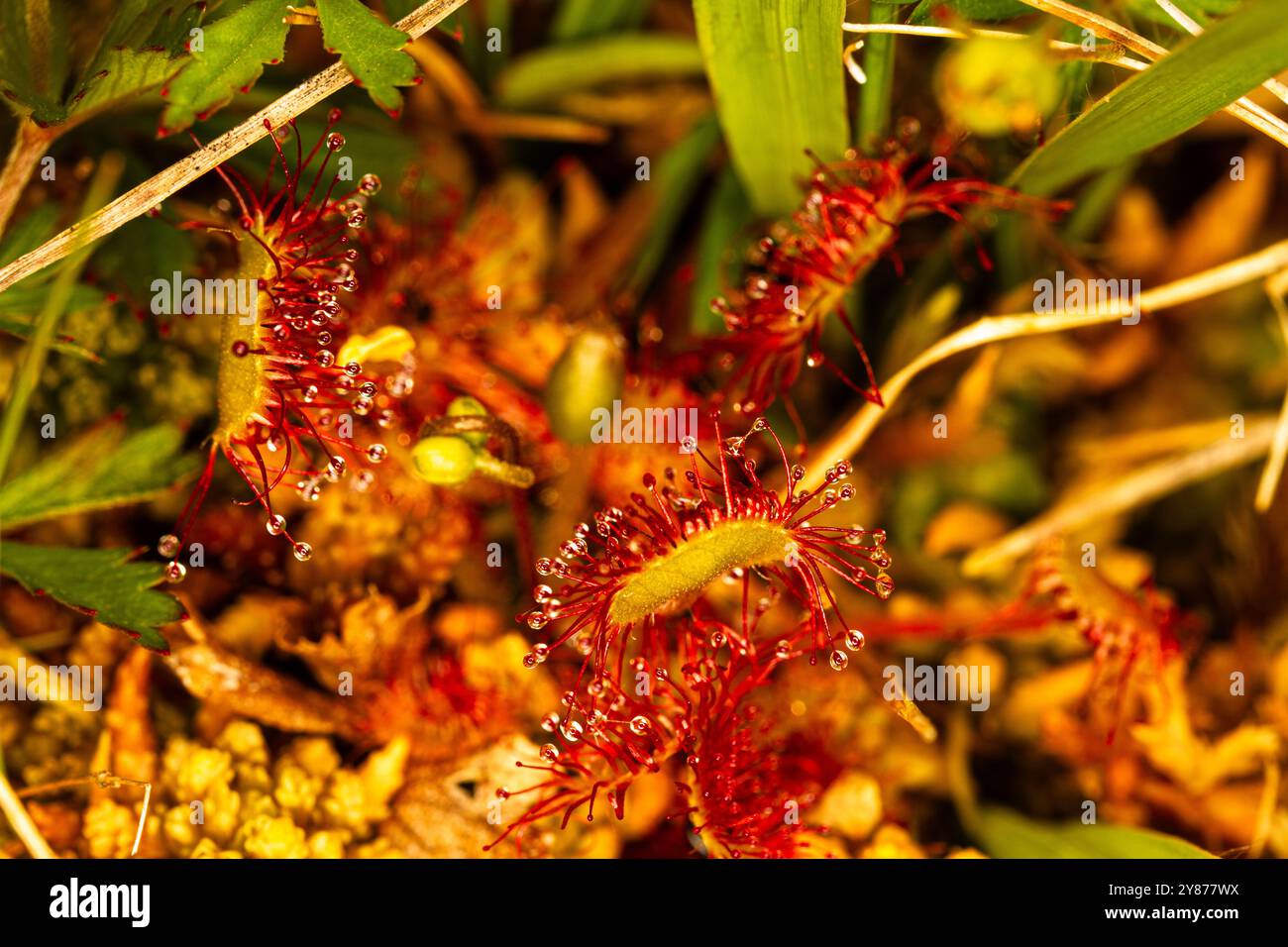 Macro of Sundew or drosera a carnivorous plant that captures insects on ...