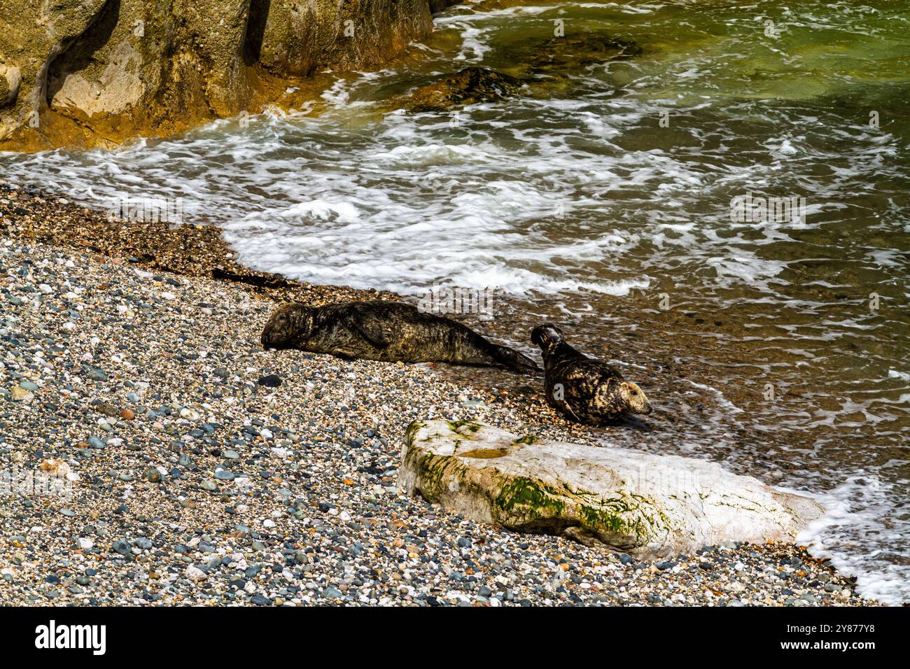 Conwy seals hi-res stock photography and images - Alamy
