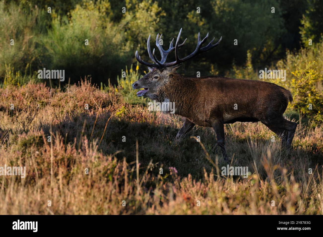 Stag scotland colourful hi-res stock photography and images - Alamy
