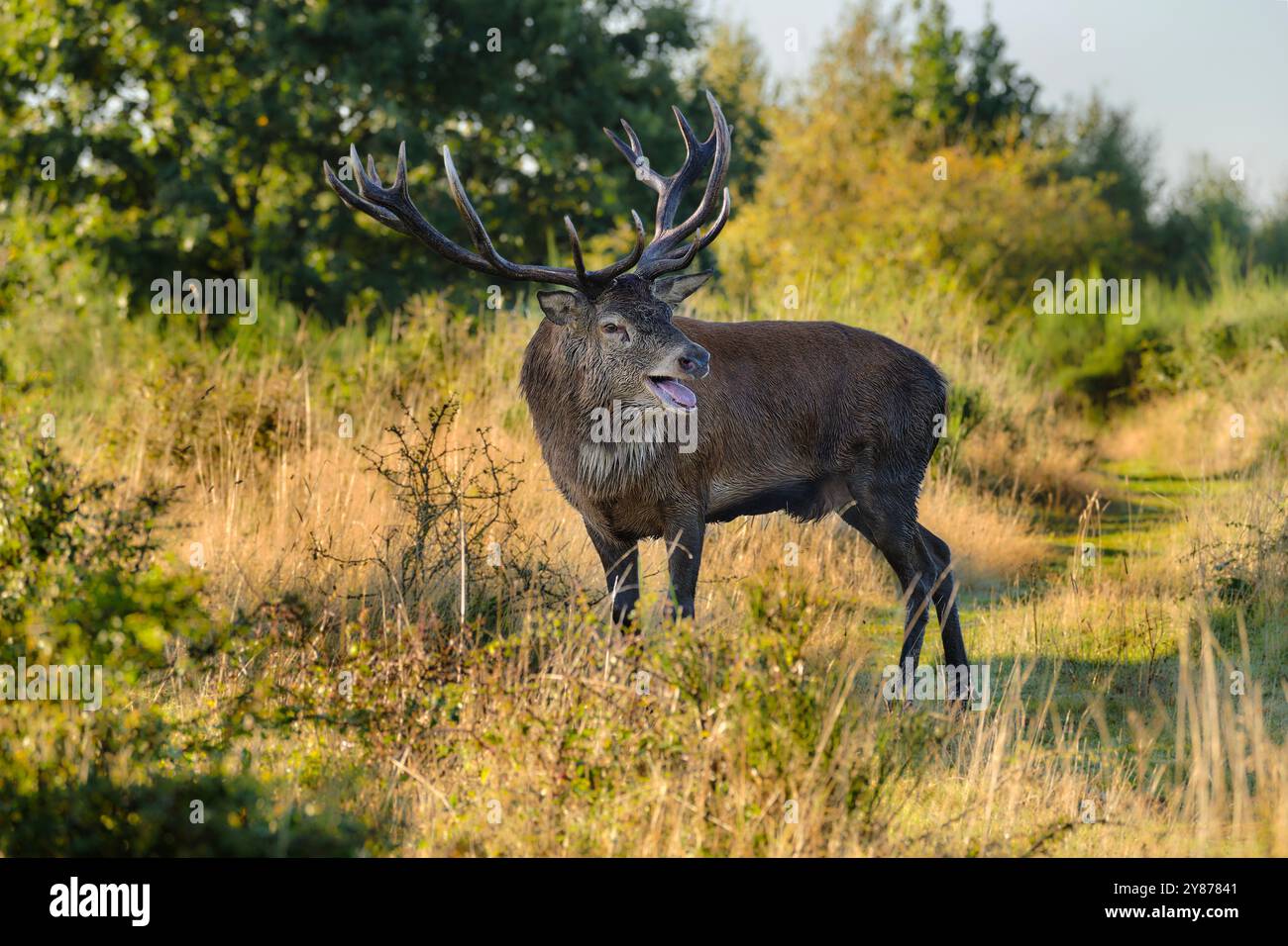 Red deer imperial stag scotland hi-res stock photography and images - Alamy
