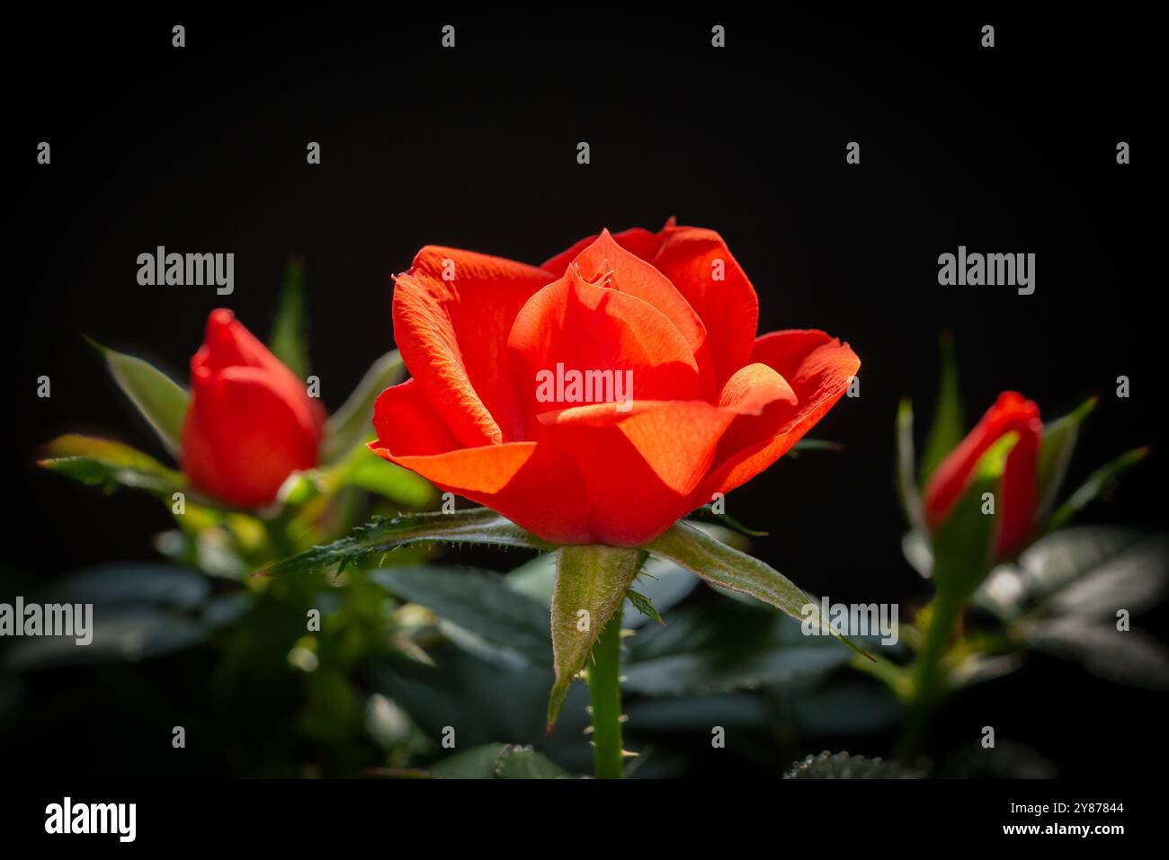 Miniature rose house plant hi-res stock photography and images - Alamy