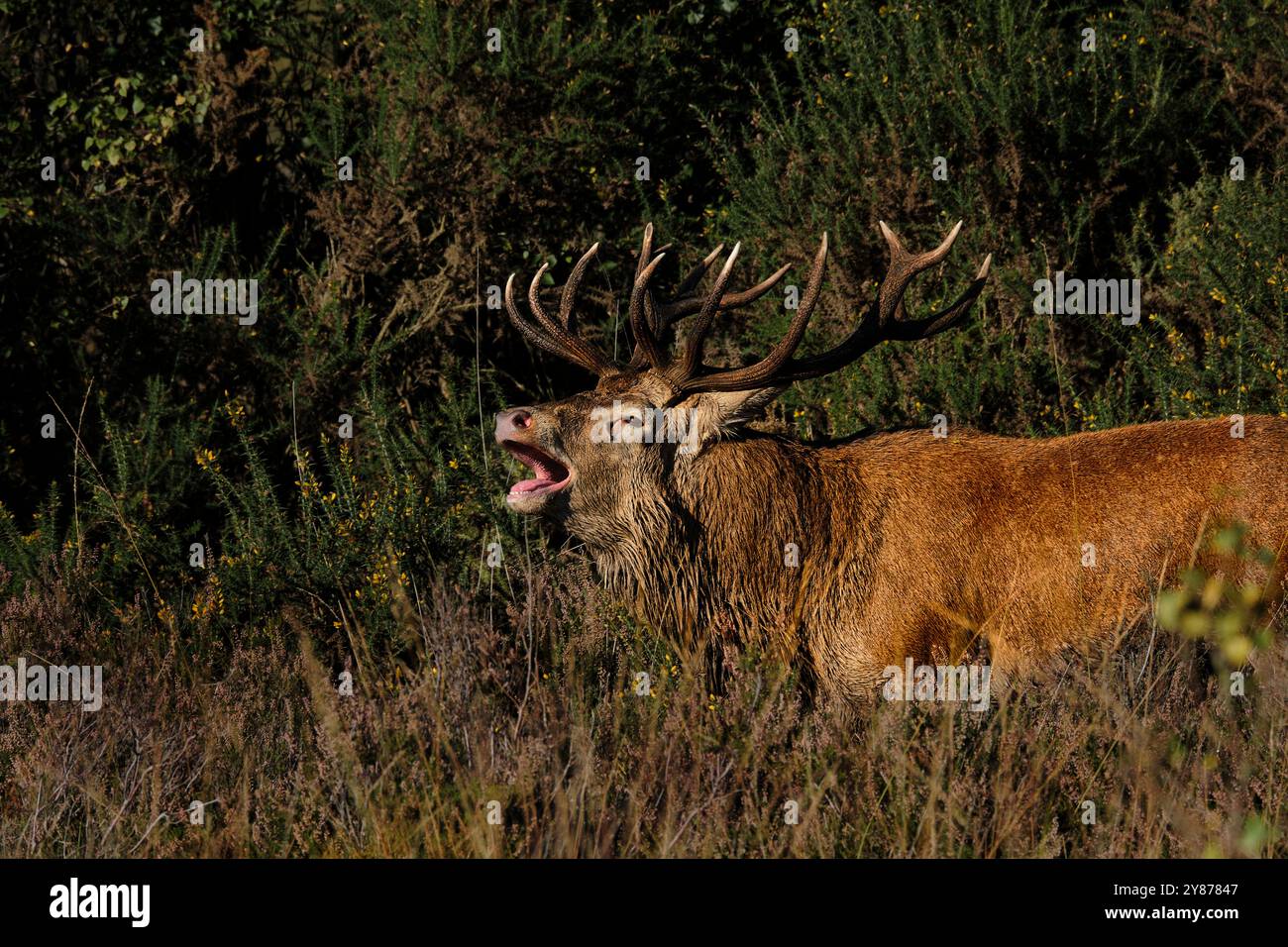 Stag scotland colourful hi-res stock photography and images - Alamy