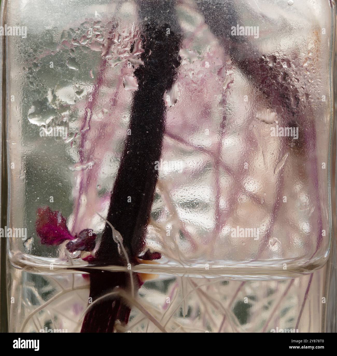 Close-up of a root system belonging to an indoor plant, flower. Glass ...