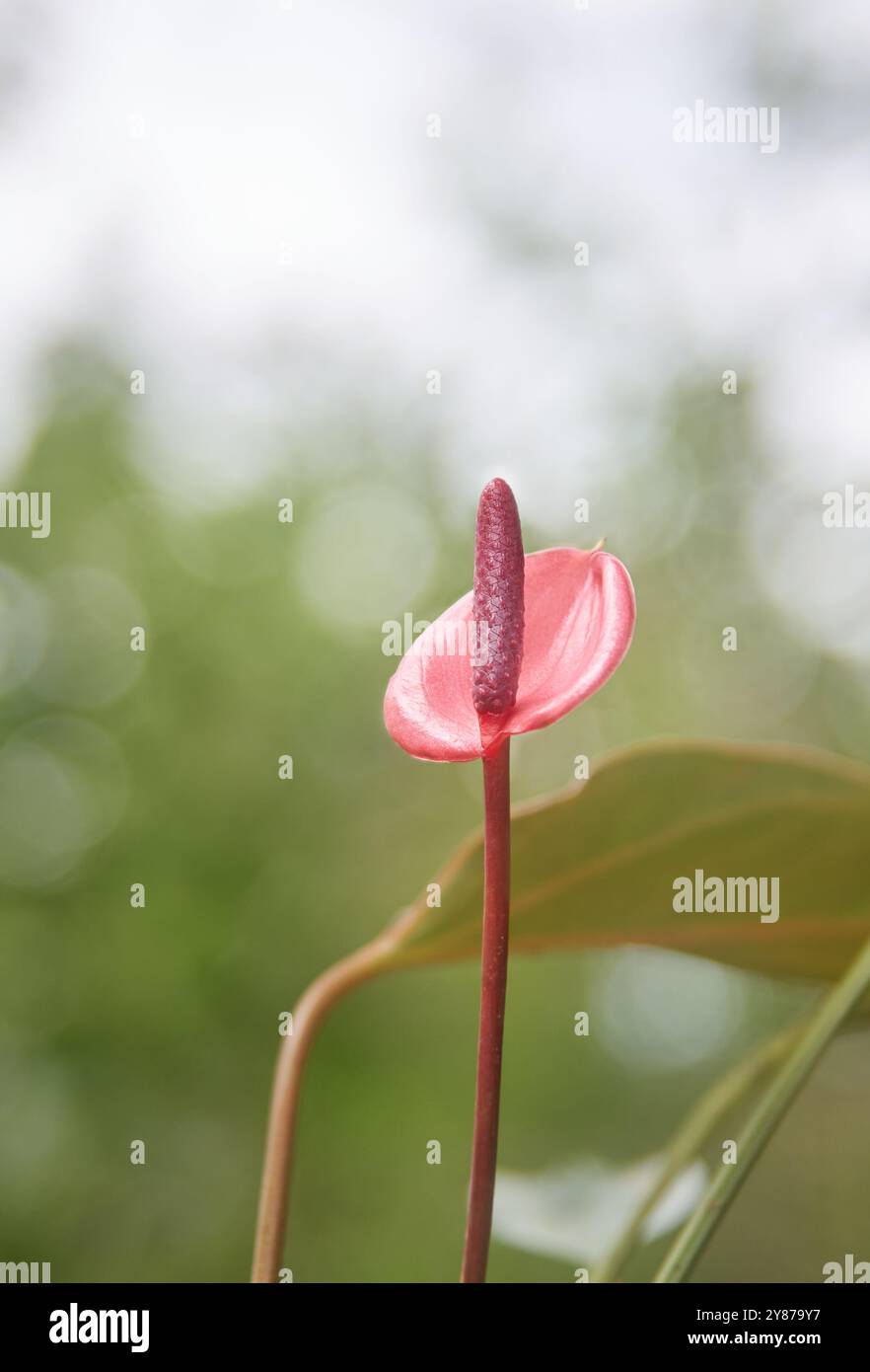small pink anthurium flower with leaves in garden, tailflower, flamingo ...