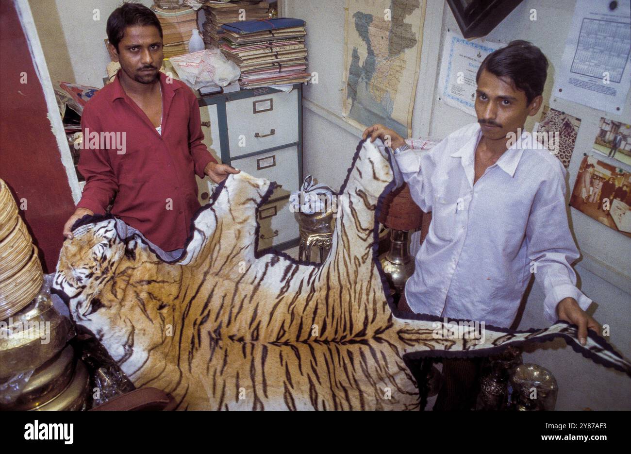 Bangladesh, Dhaka, poachers showing skin of illegally killed tiger to a ...