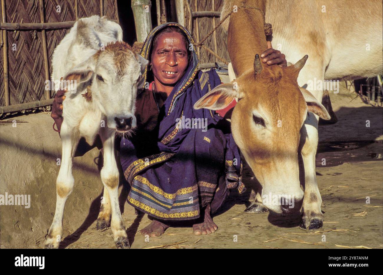 Bangladesh, Saturia, participant in a livestock project (Proshika) with ...